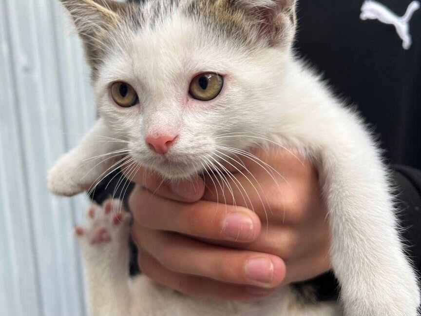 Котята в добрые руки бесплатно