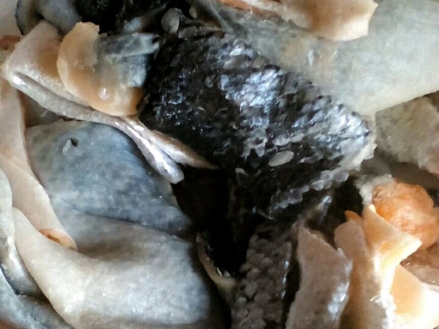 Лосось, сёмга,корм для собак, кур