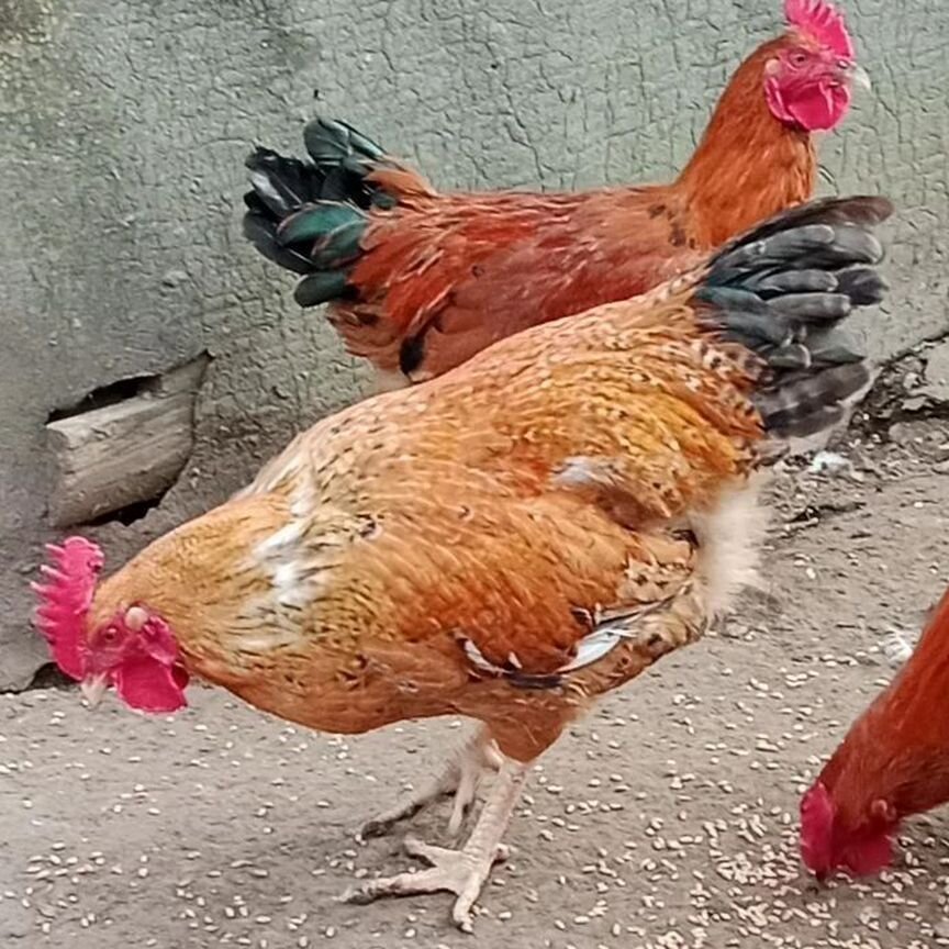 Петухи молодые домашние породистые торг уместен