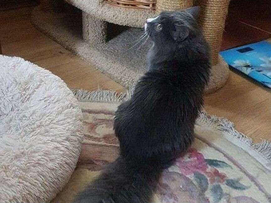 Котенок мальчик длинношерстный британец 5мес