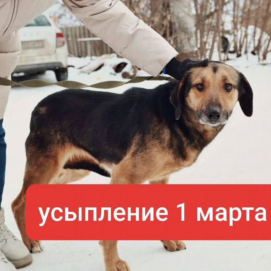Взрослая собака в добрые руки