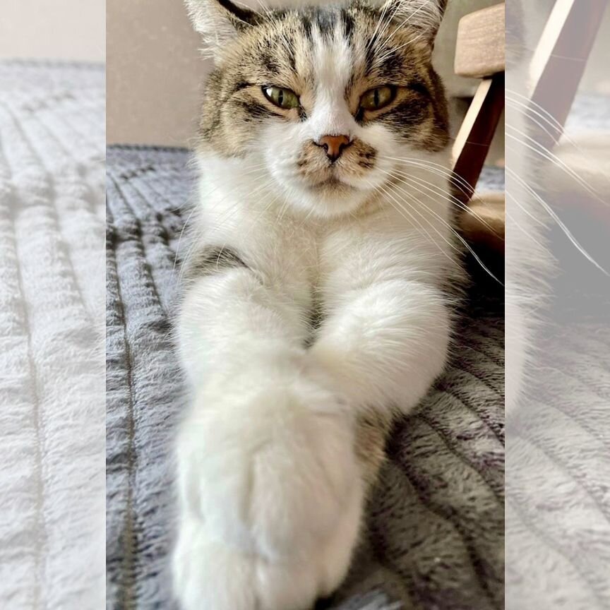 Взрослый кот в добрые руки