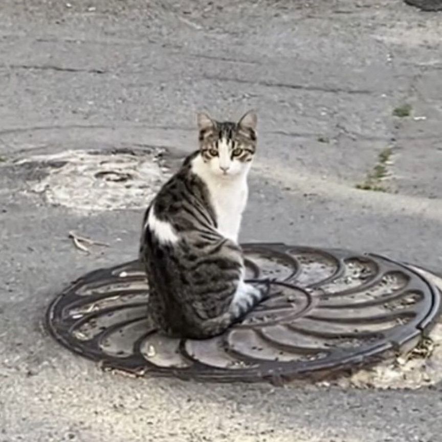 Котенок замерзает на улице Спасите кто может
