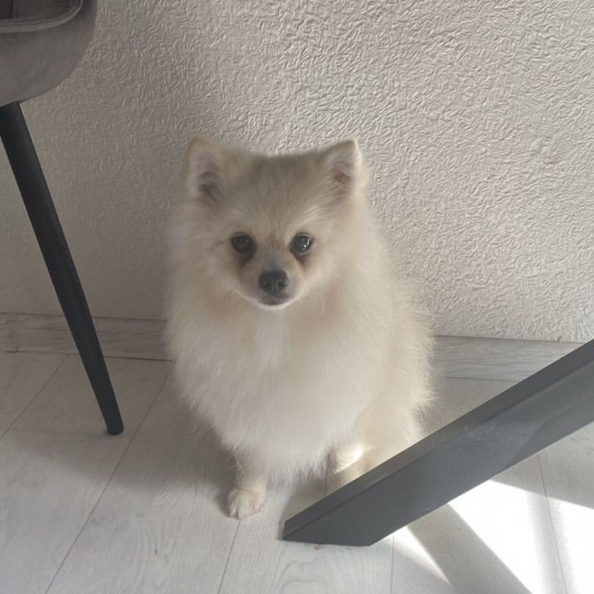 Померанский шпиц, взрослая собака