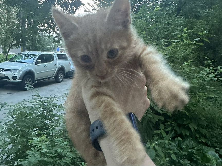 Котята в добрые руки даром