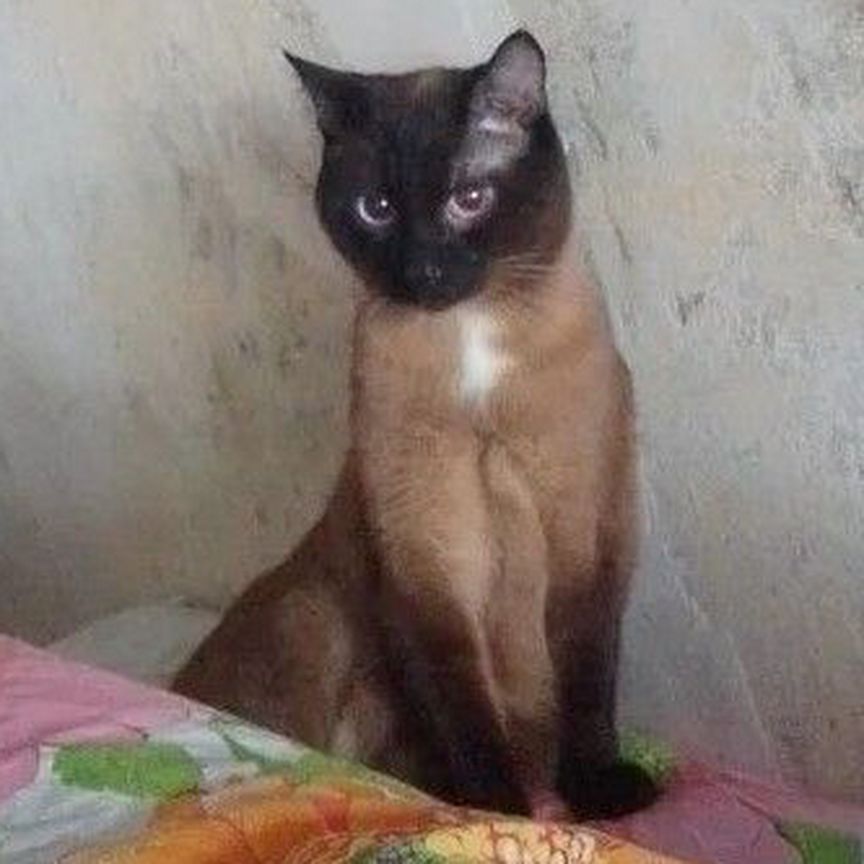 Тайский, взрослый кот
