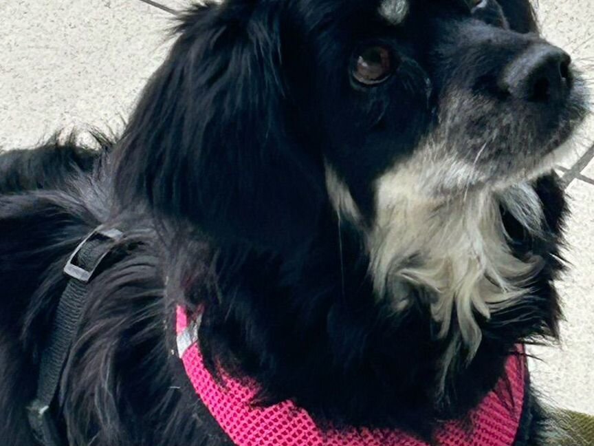 Изольда ищет семью