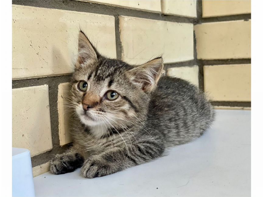 Котенок мальчик 1,5 мес от кошки-крыселовки