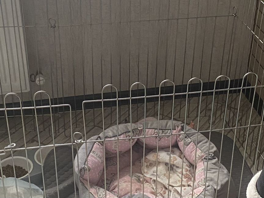 Вольер для собак