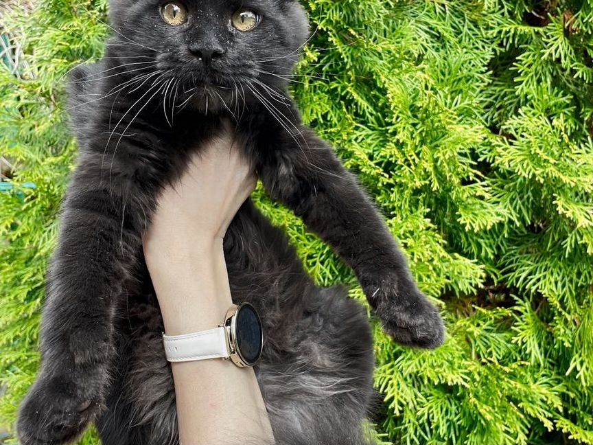 Котята Мейн -кун