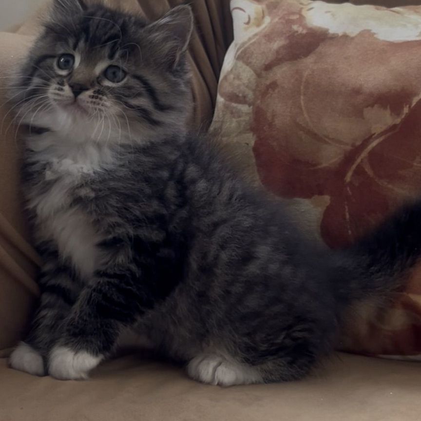 Сибирский котёнок