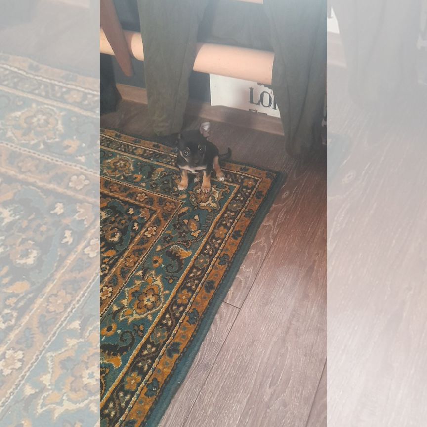 Чихуахуа, щенок