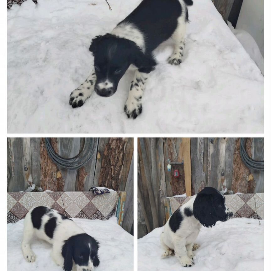 Щенки русского спаниеля