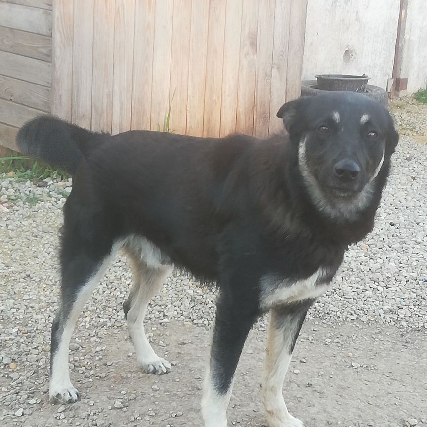 Отдам в добрые руки