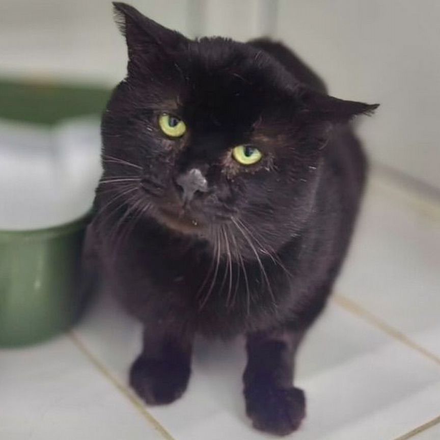 Взрослый кот в добрые руки