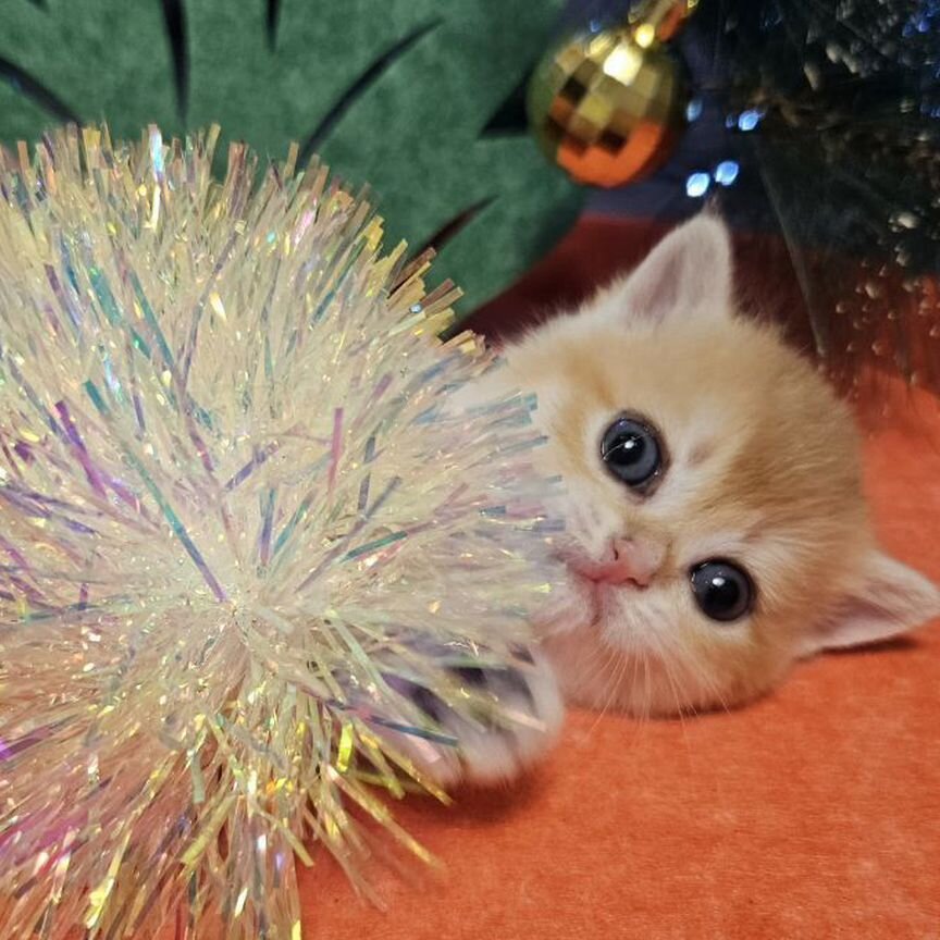 Шотландская принцесса