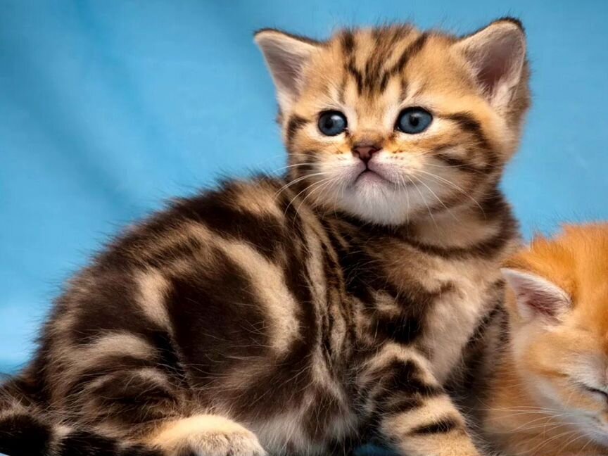Элитные Мраморные Плюшки)
