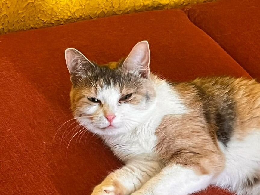 Кошка