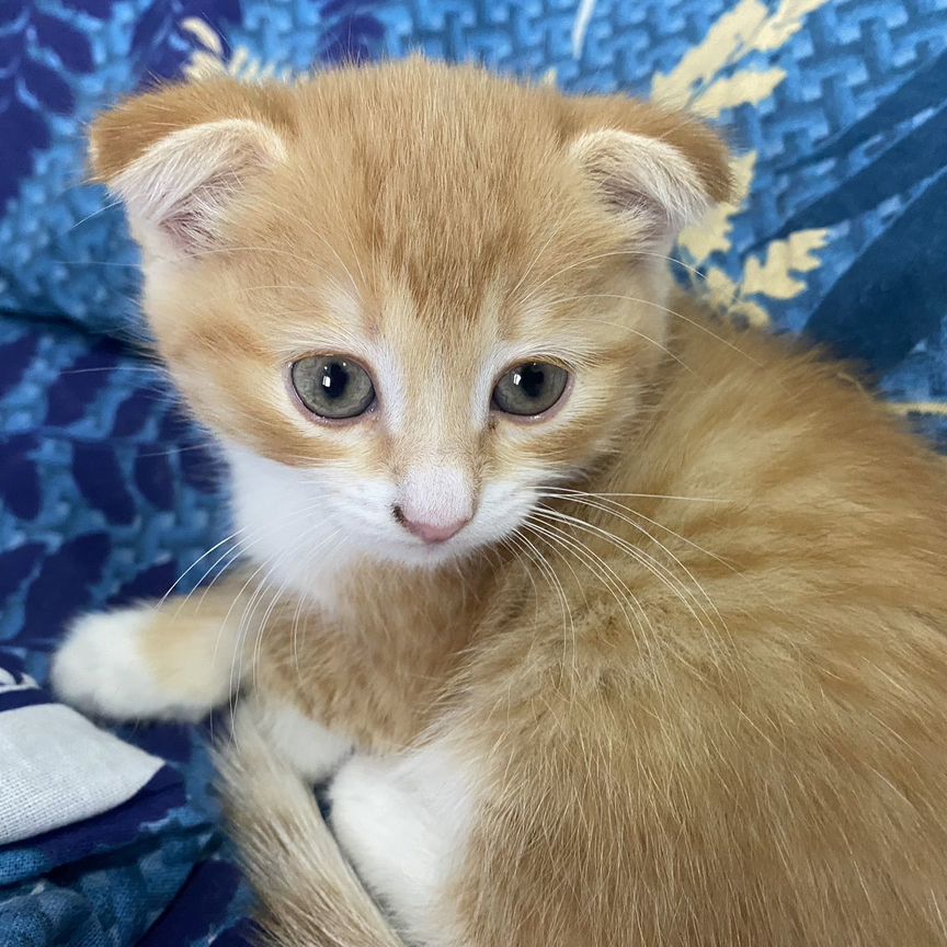 Отдам в добрые руки