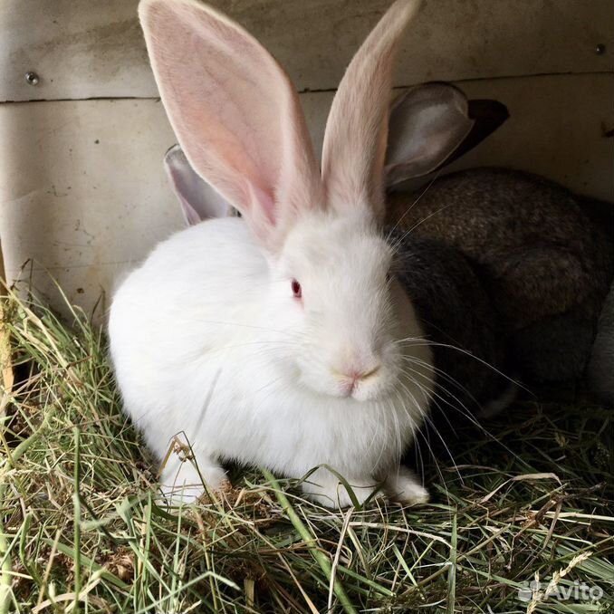 Кролики породы фландр 2,5 месяца