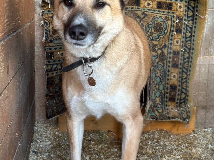 Очаровательный пёс небольшого размера из приюта