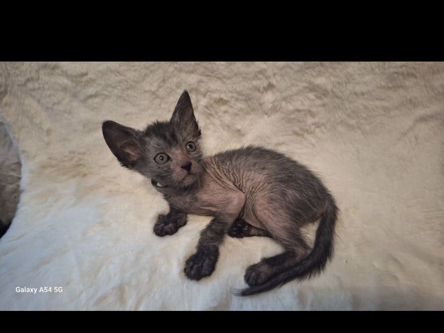 Котята редкой породы Ликой