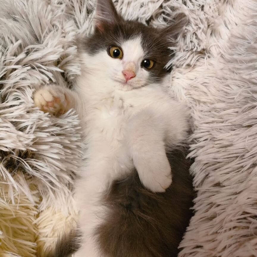 Котенок мальчик хочет домой