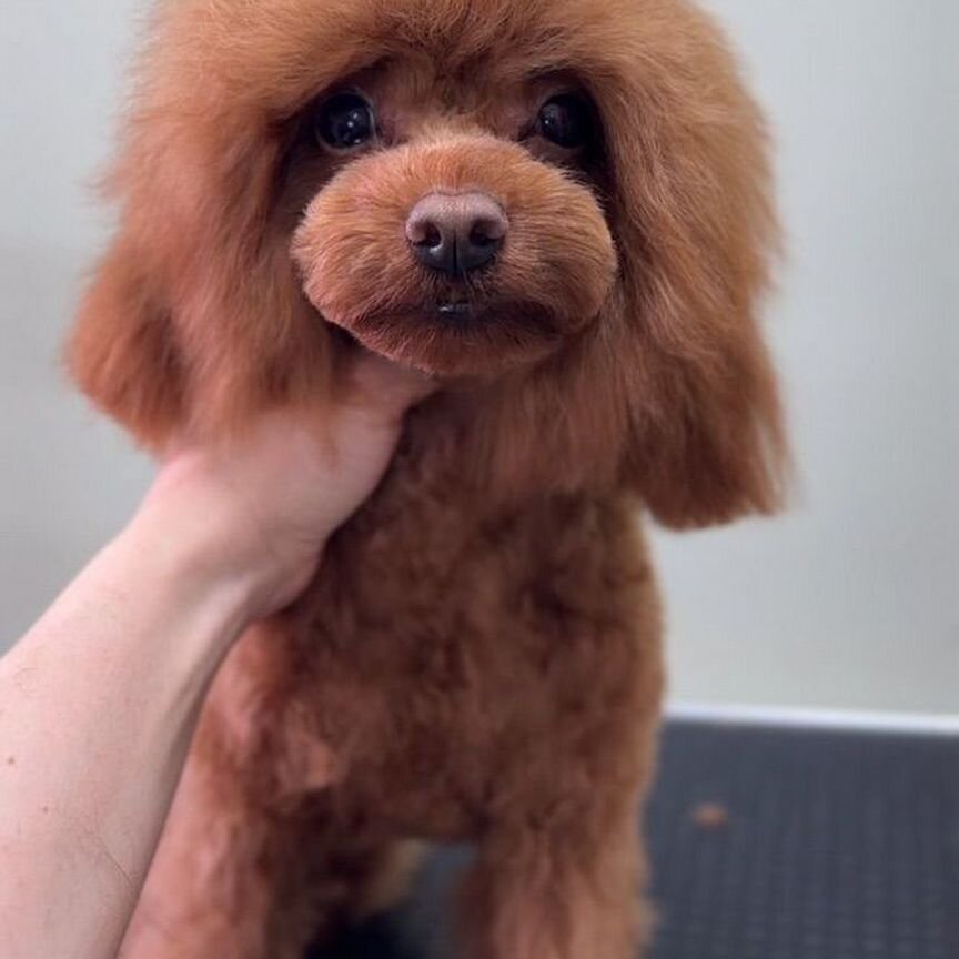 Китайский пудель тикап вязка