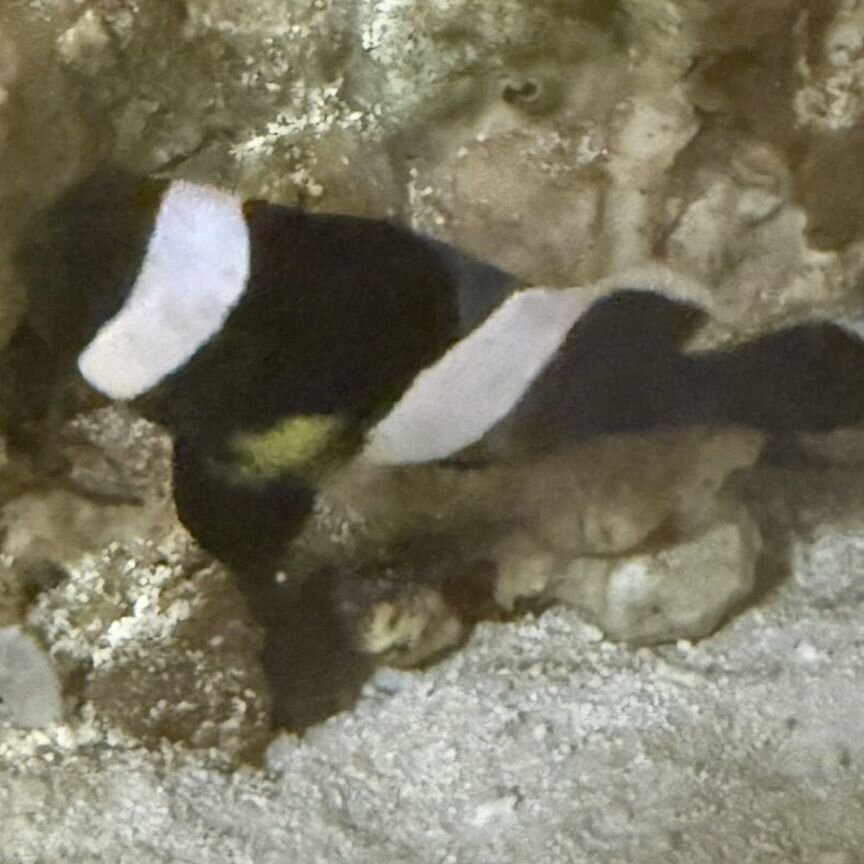 Рыба клоун седлоспинный