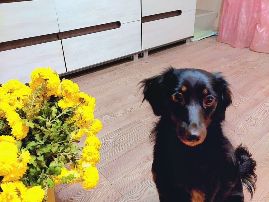 Собака-компаньон