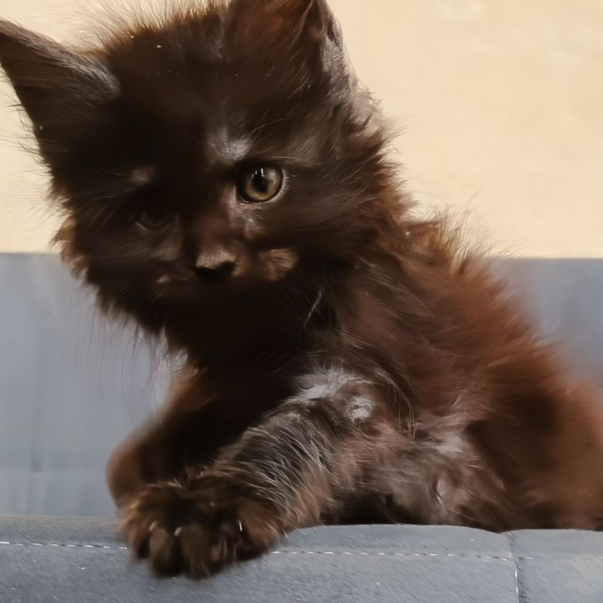 Мейн-кун котёнок