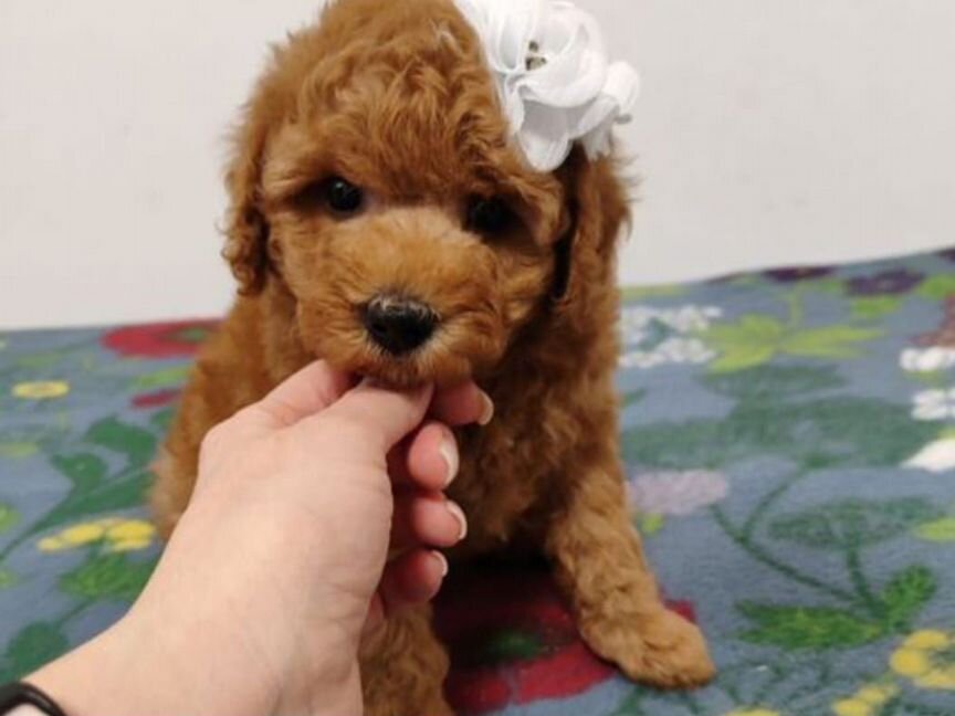 Той-пудель мини