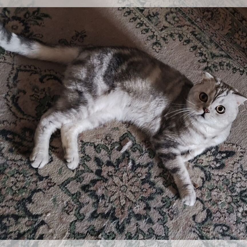 Шотландский вислоухий в добрые руки