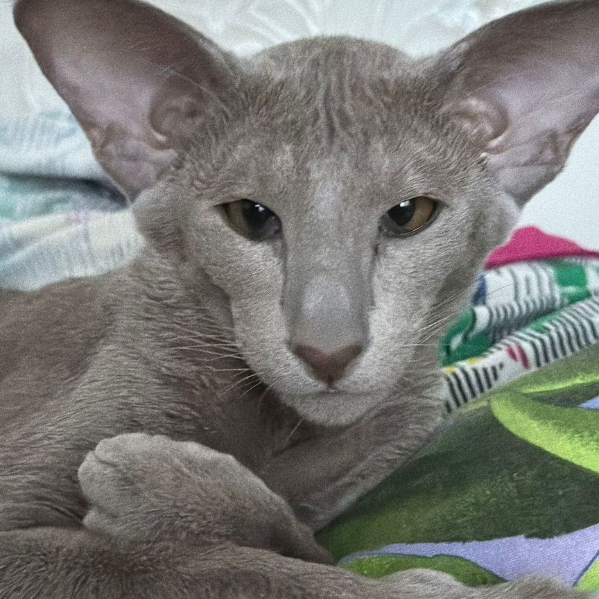 Ориентальный котик