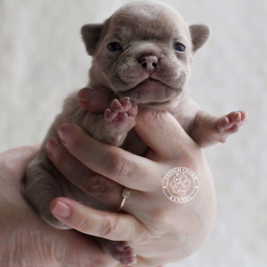 Французский бульдог, щенок