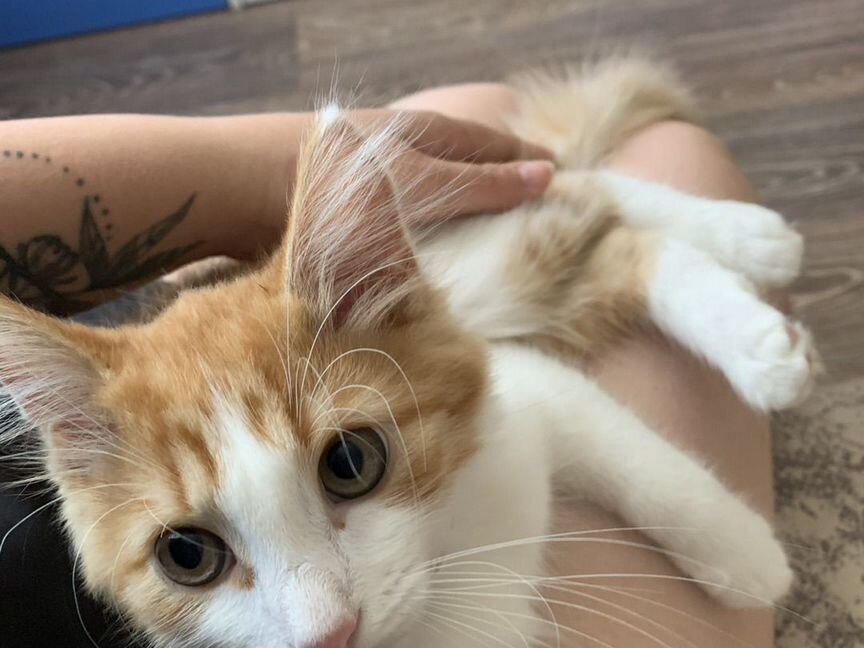 Кот Семен ищет семью
