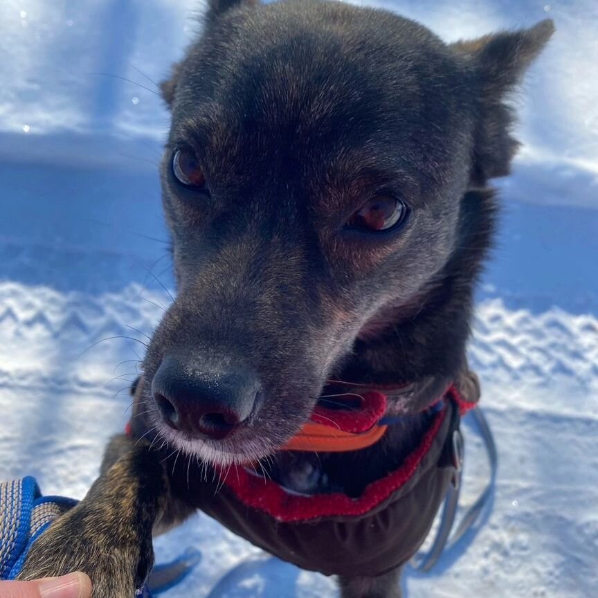 Отдам собаку в добрые руки