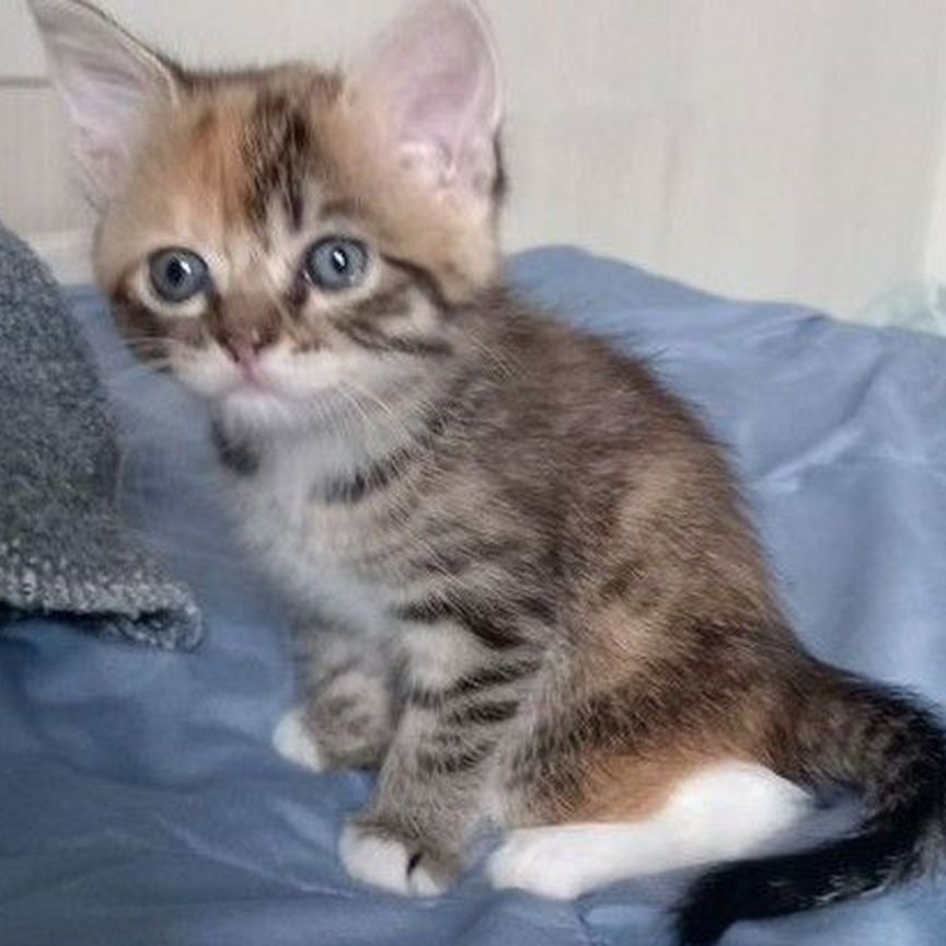 Котёнок в добрые руки