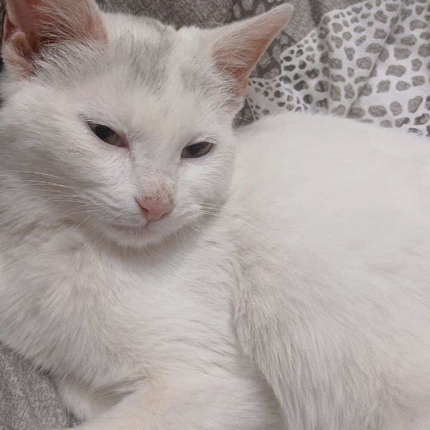 Найден котенок