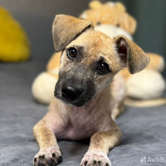 Девочка коротколапик спасена от смерти