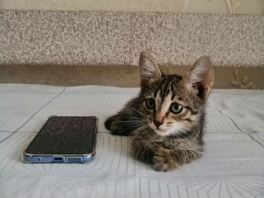 Котята ищут дом
