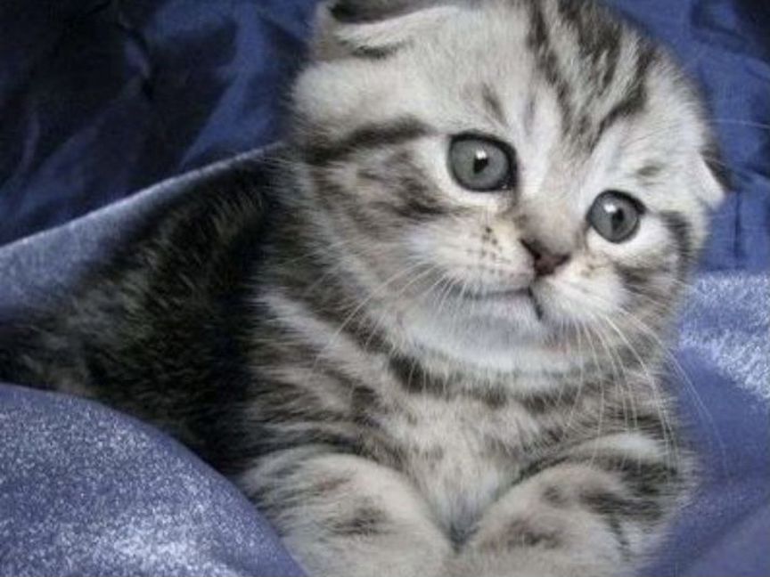 Шотландские чудо котятки