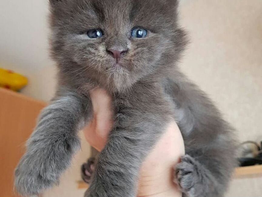 Котёнок Мейн Кун