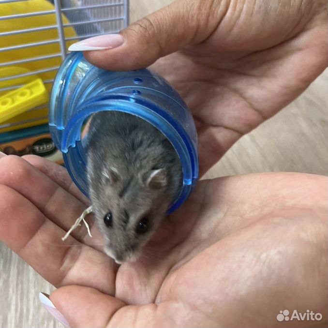 Хомяк ручной джунгарик с клеткой