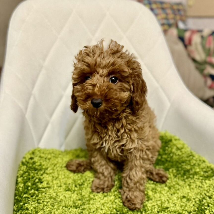 Той-пудель мини