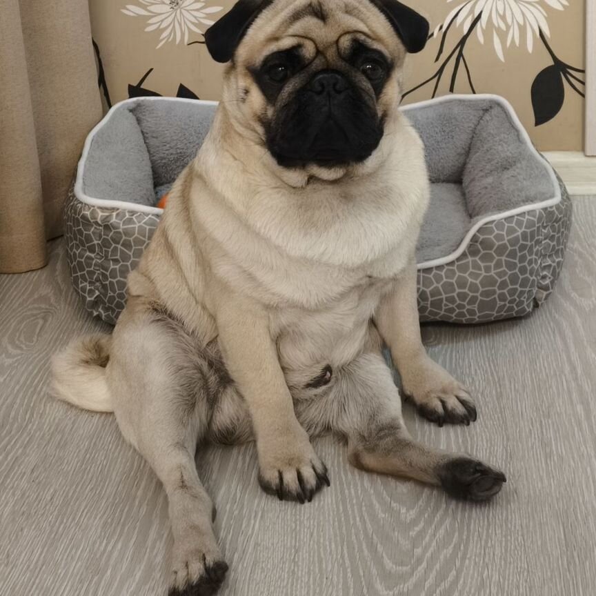 Мопс, вязка