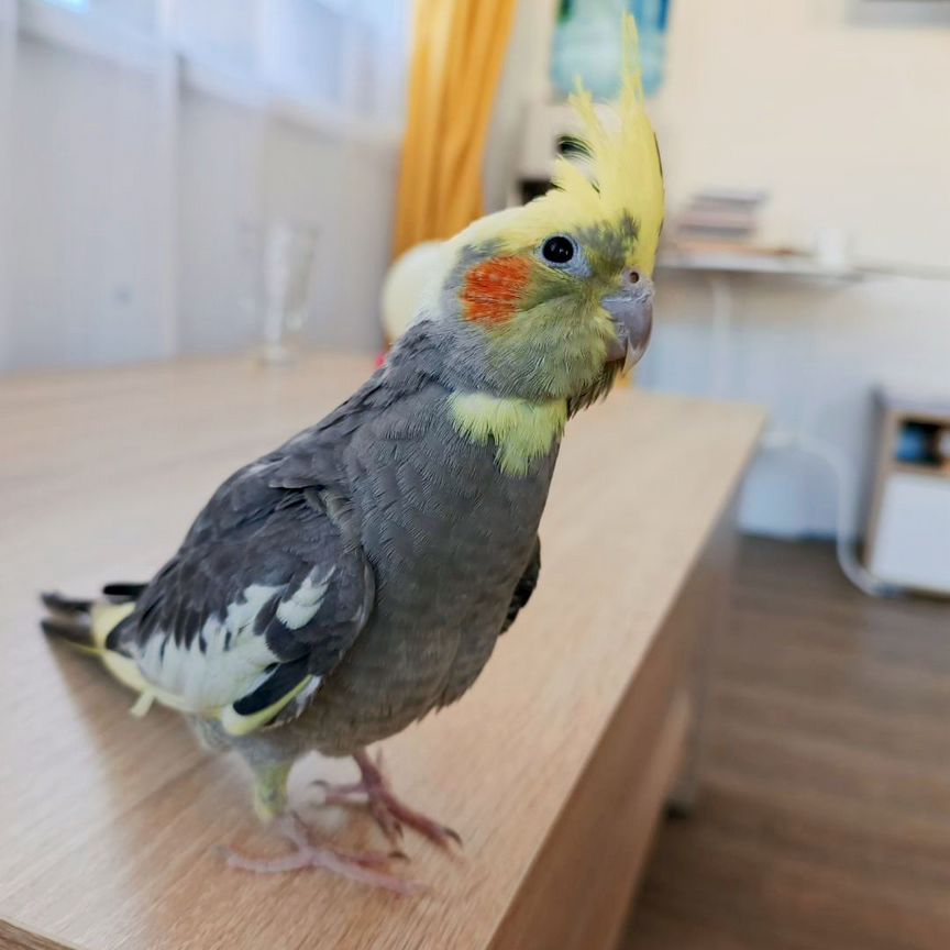 Попугай корелла нимфа