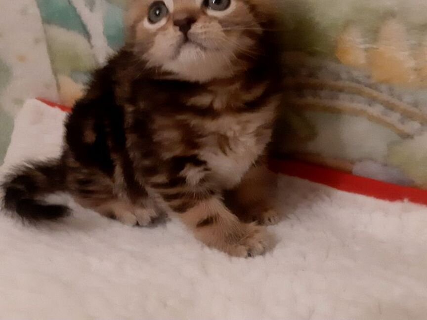 Шотландский на золоте Джонни