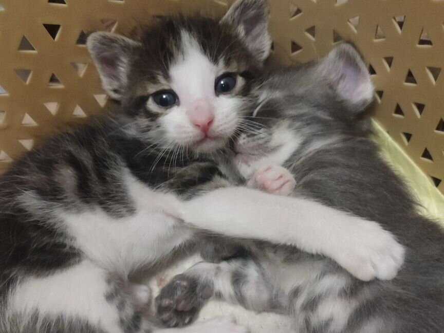 Котята в добрые руки :)