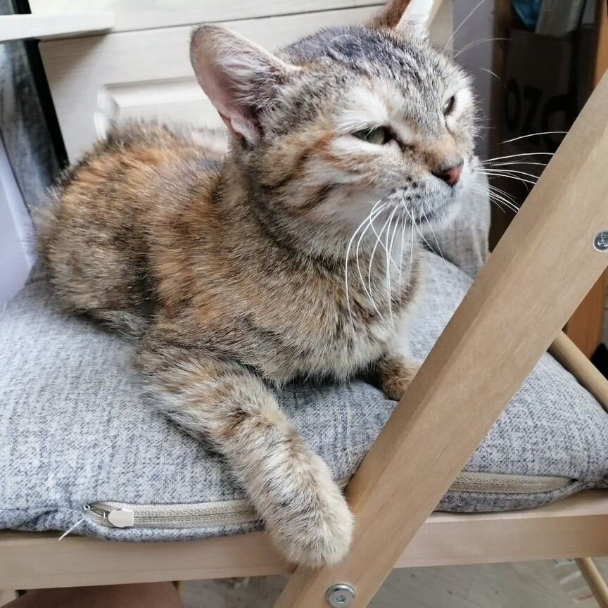 Её усыпят если не найдется дом до субботы